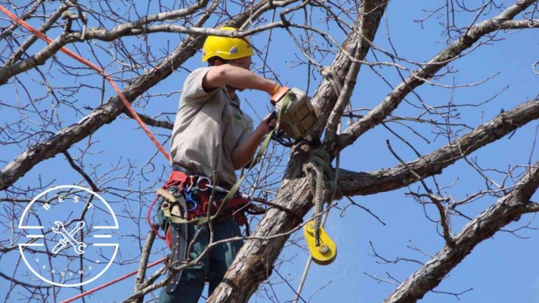 Should you tip tree trimmers? [2026]