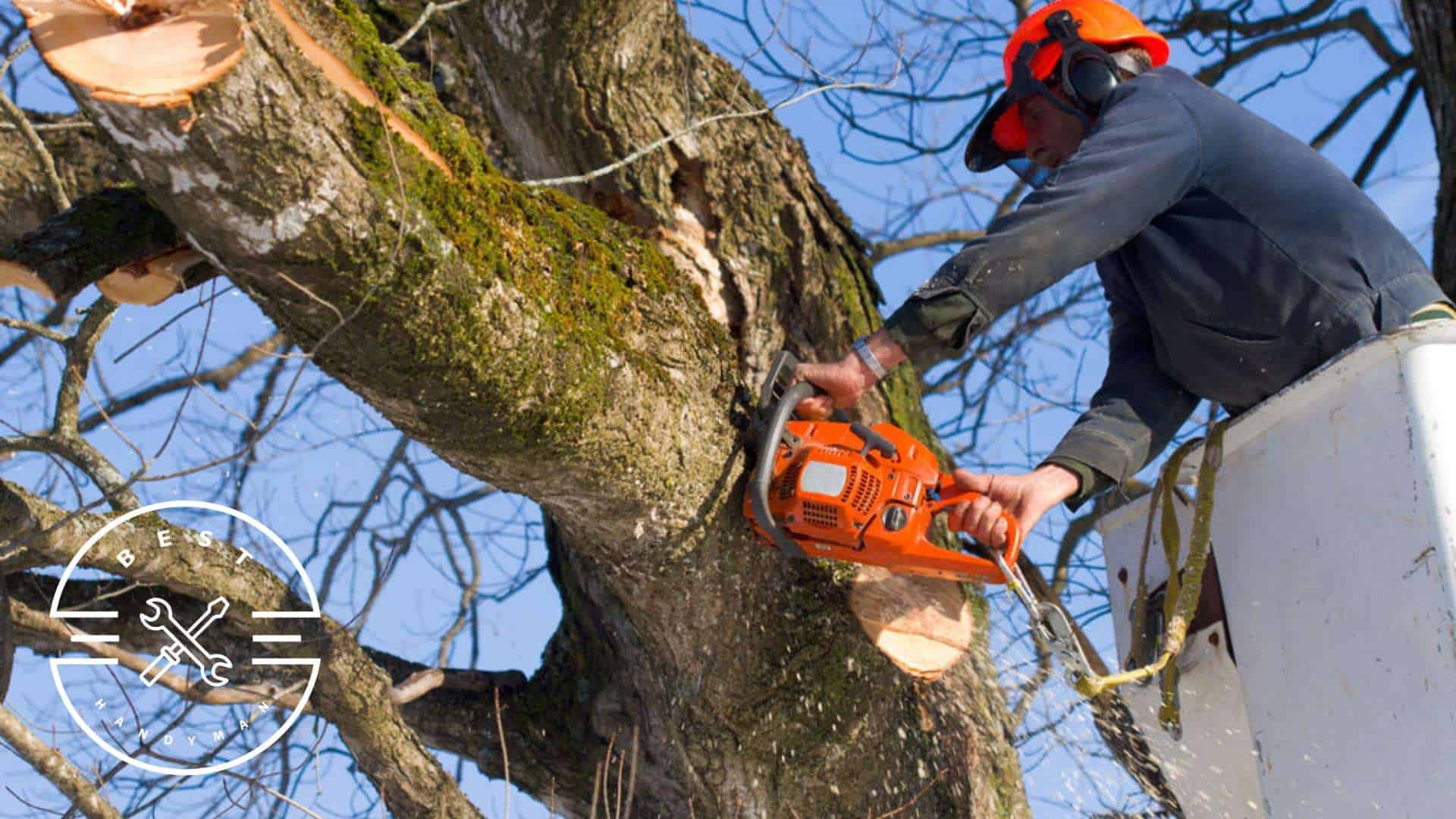 Terrific Do You Tip Tree Trimmers Images